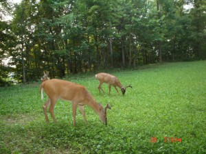Spring Deer & Gamebird Food Plot Mixes - J & N Feed and Seed
