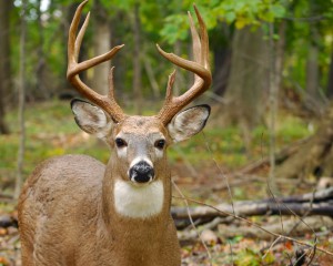 Body Condition Scores for Deer - J & N Feed and Seed