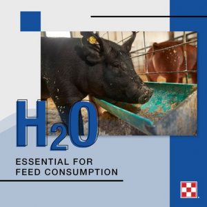 Show Pig Feed Programs - J & N Feed and Seed