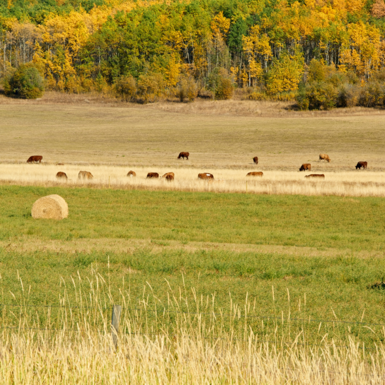 The Importance of Fall Pasture Management - J & N Feed and Seed