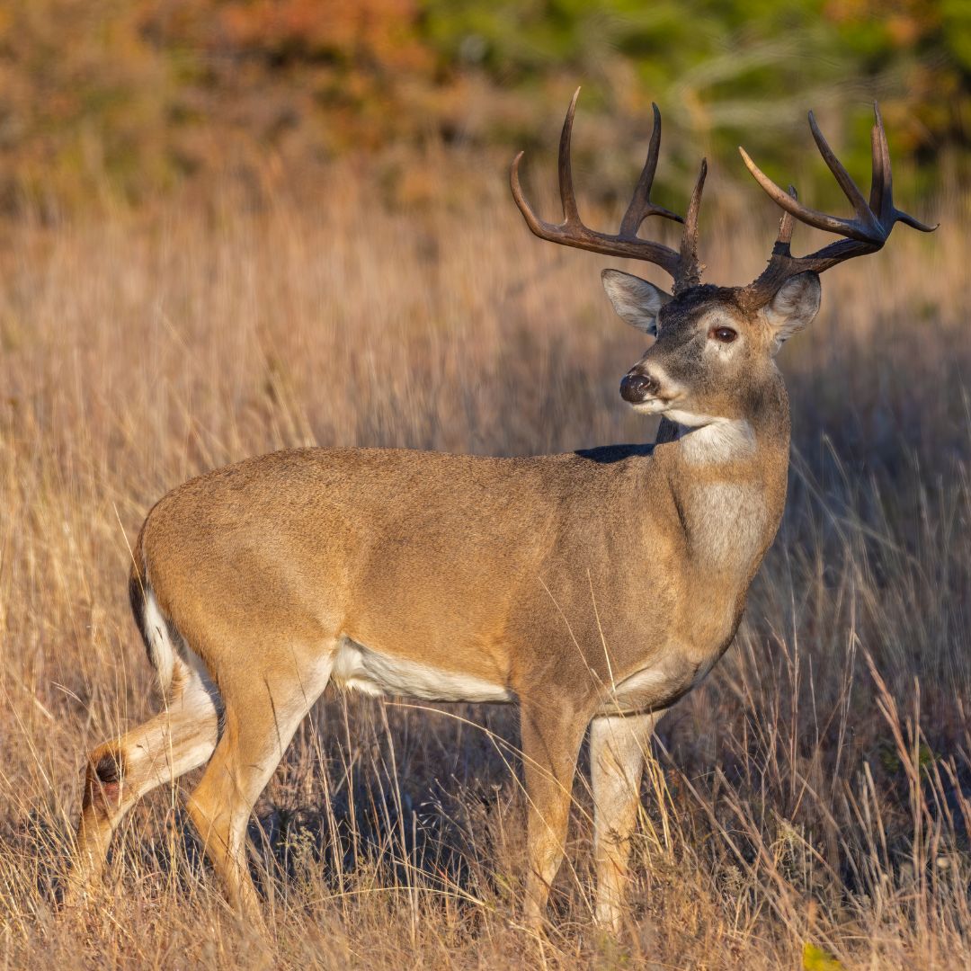 Feeding Deer in Late Spring and Summer - J & N Feed and Seed
