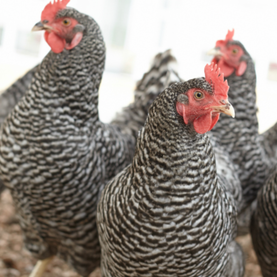 How to Switch to a Chicken Layer Feed - J & N Feed and Seed
